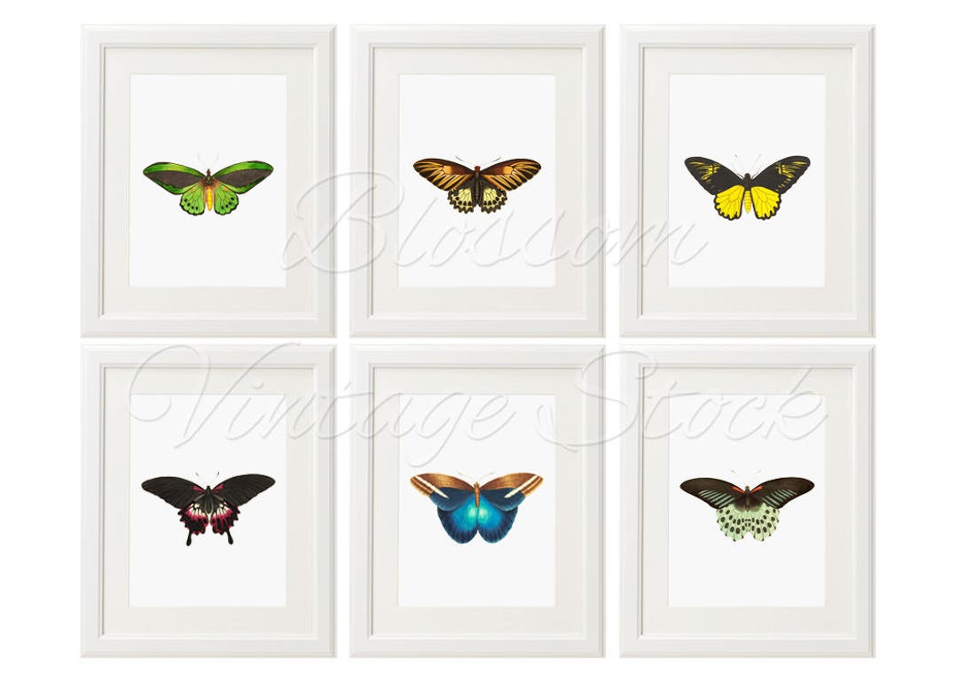 Butterflies Prints Printable Set of 6 Vintage Butterfly - Etsy