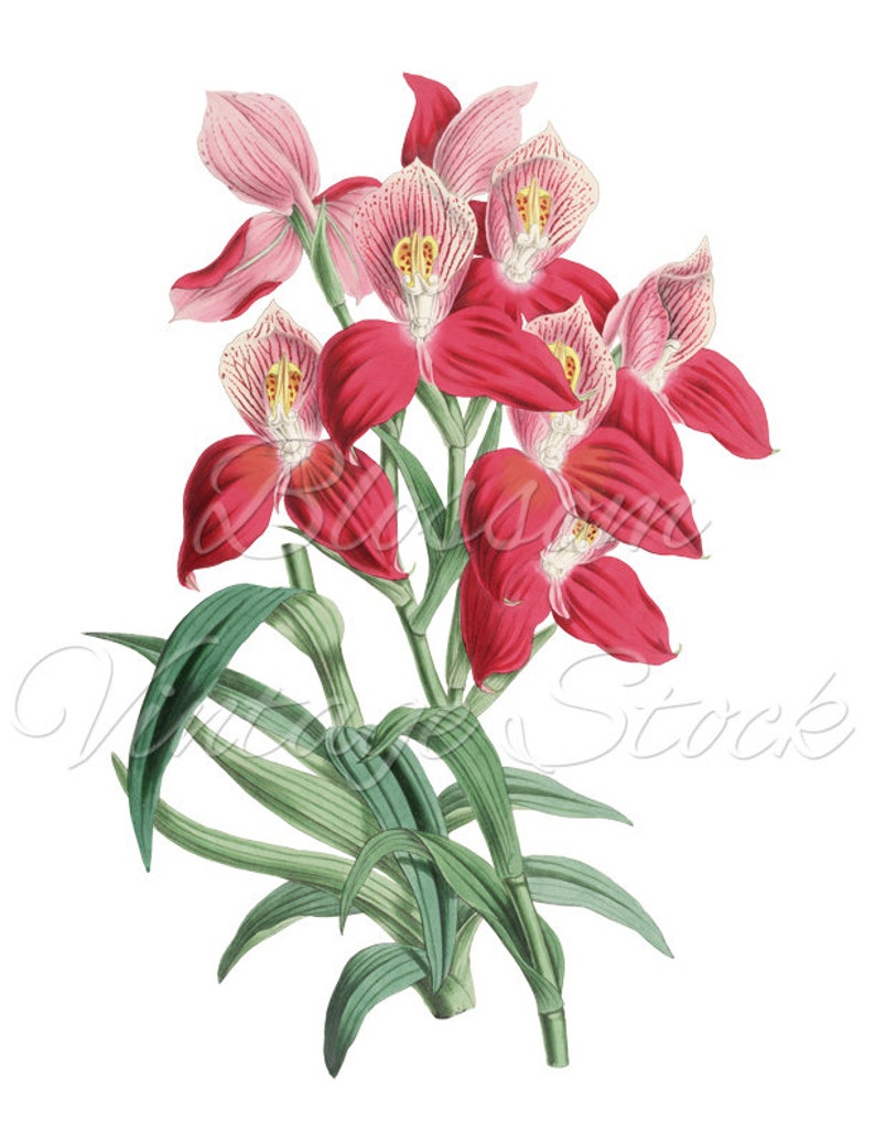 Red Orchid Botanical Illustration Vintage Flower Digital | Etsy
