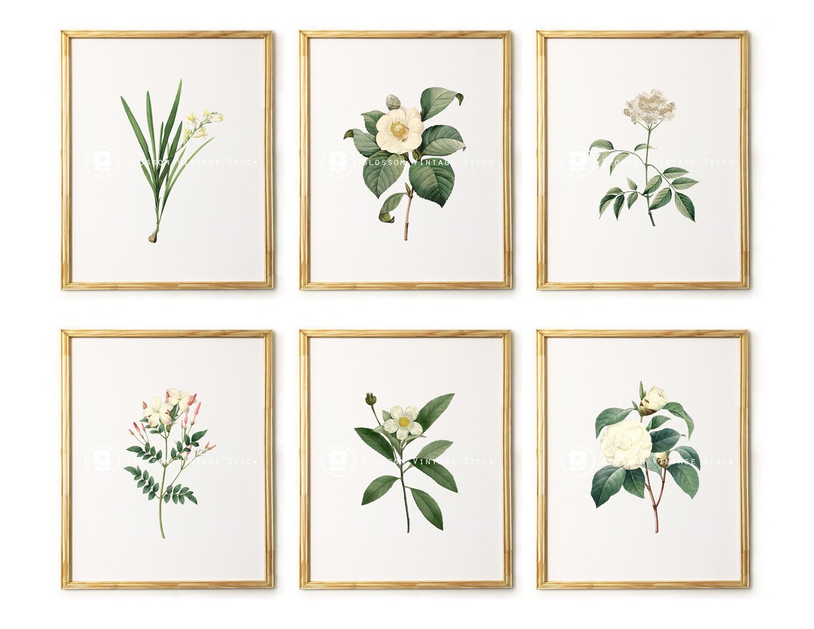 Botanical Printable Set Botanical Prints Set of 6 Prints Wall | Etsy