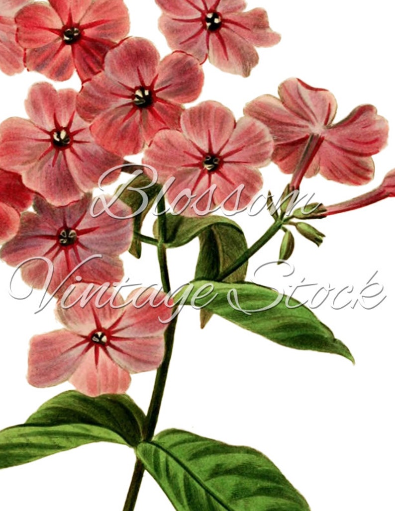 Vintage Flower Botanical Printable Art Digital Image Vintage | Etsy
