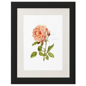 Pink Rose Printable Art, Wall Art Print Digital Download Illustration ...