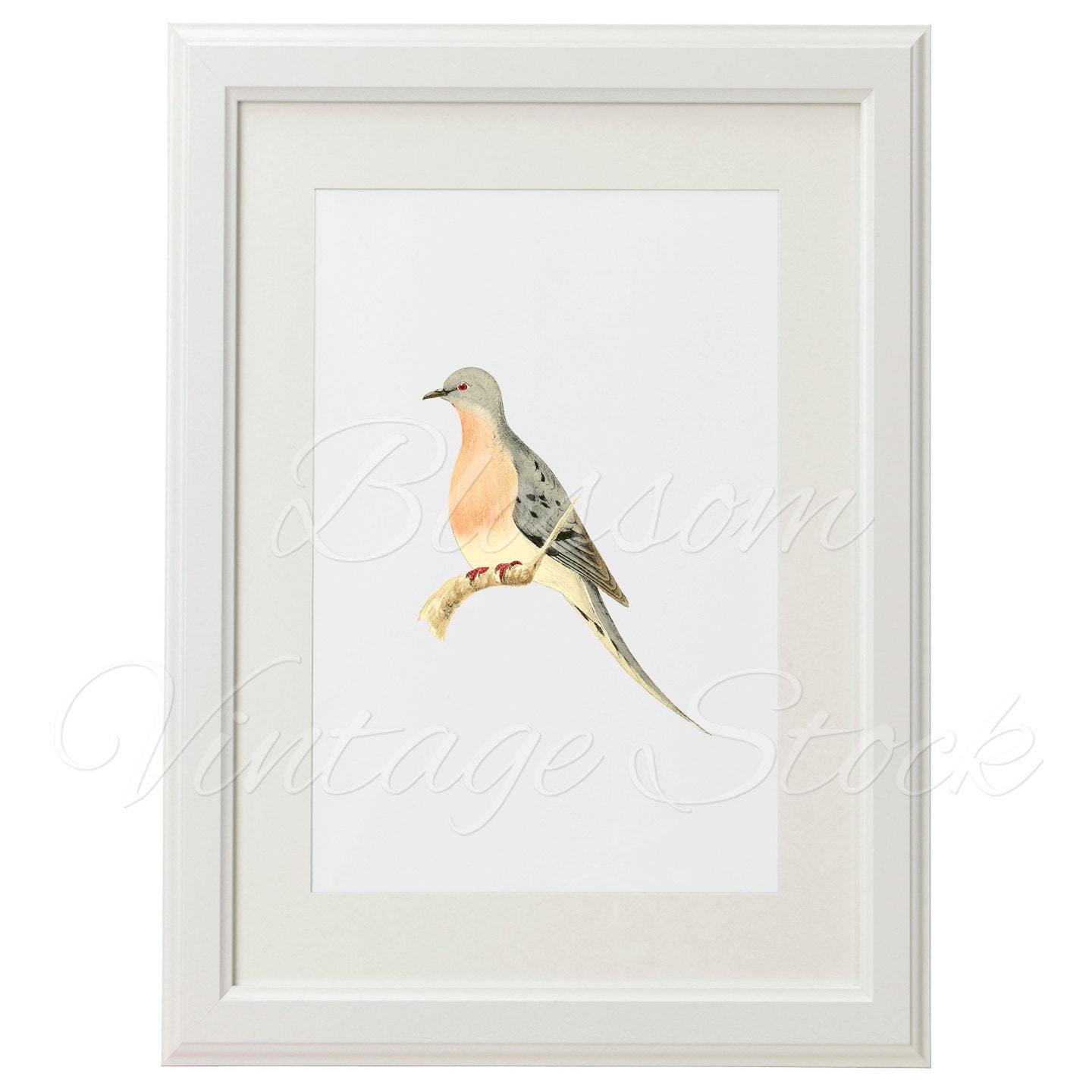 Dove Illustration Printable Art Vintage Bird Print Instant | Etsy