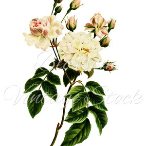 Botanical Print, White Rose Vintage Graphic Antique Illustration for ...