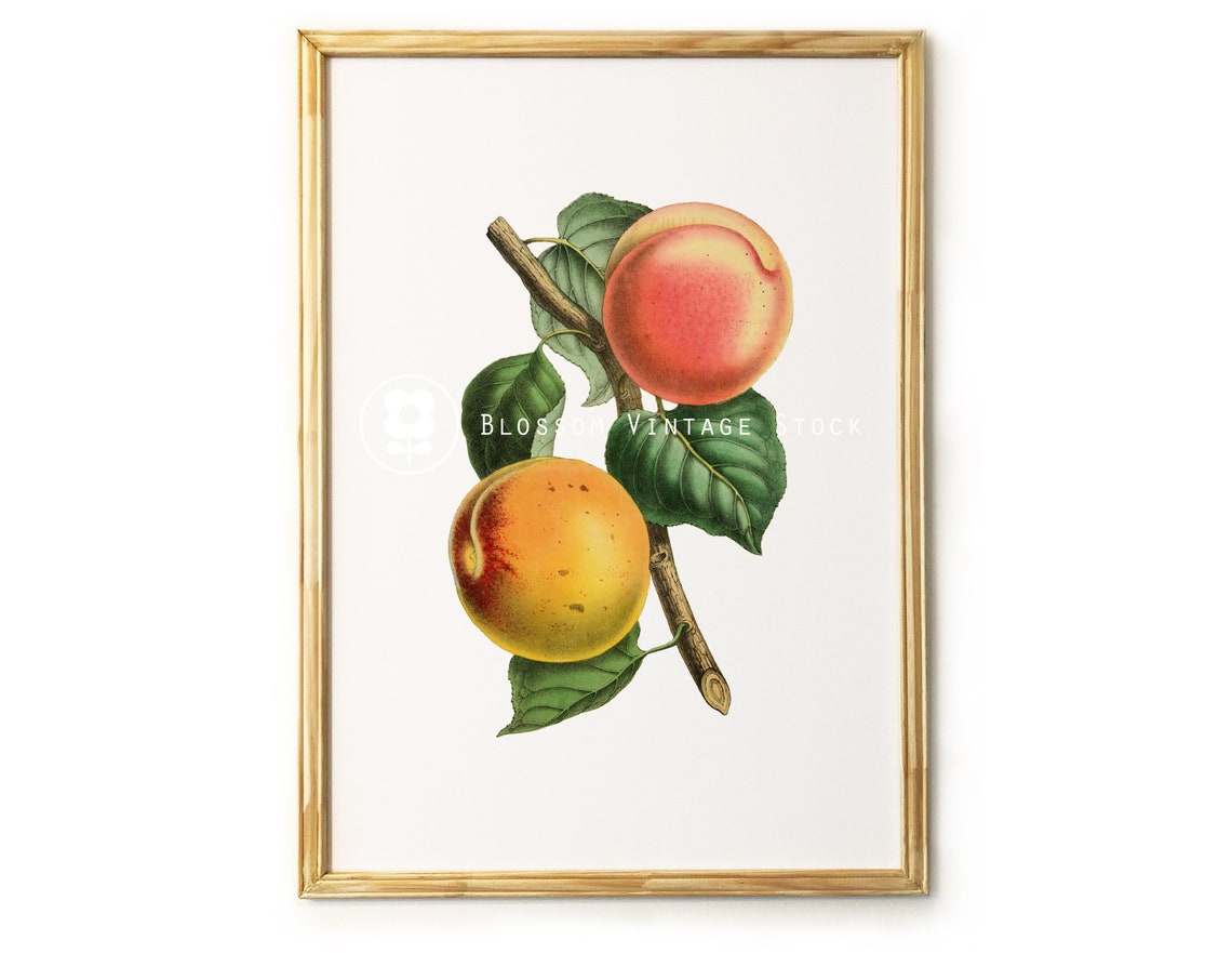Vintage fruits illustration botanical print Peach Vintage | Etsy