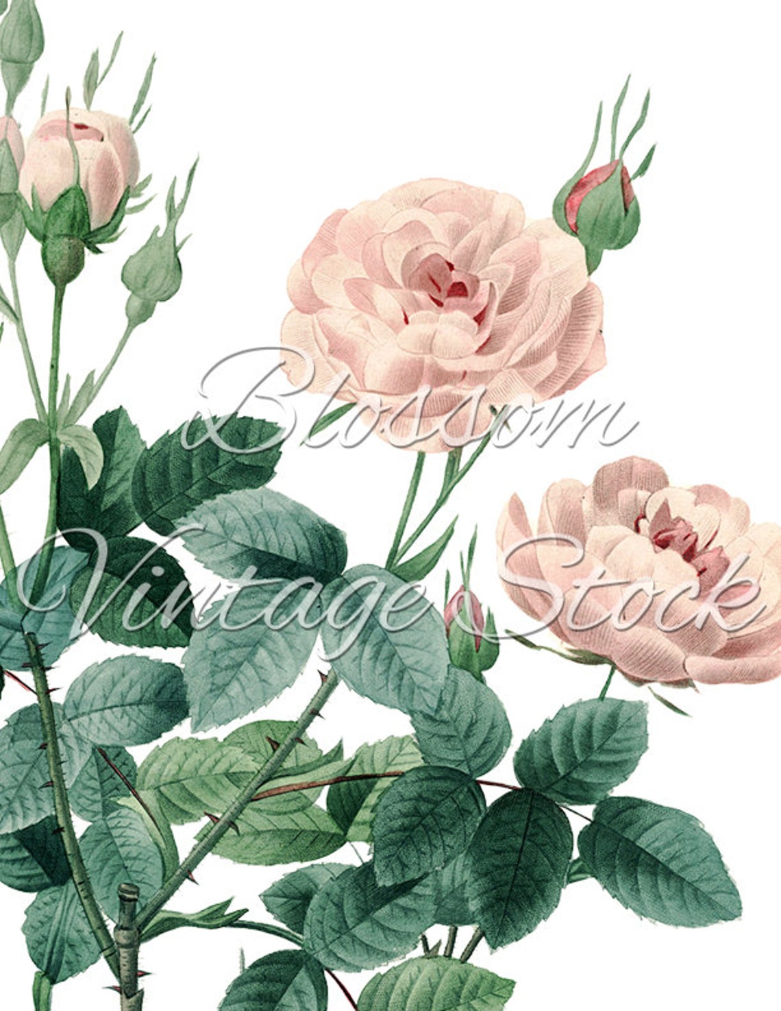 Printable Pink Rose Illustration Wall Art Print Pink Roses | Etsy