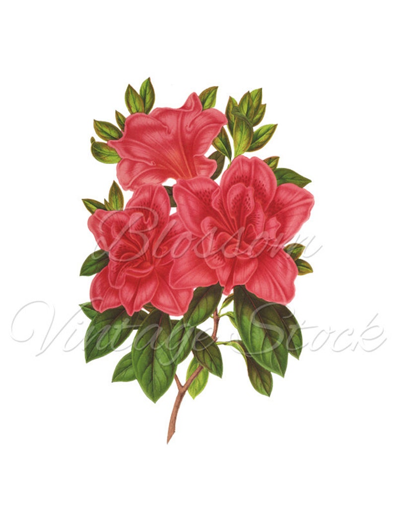 Azalea Vintage Botanical Illustration Azalea Flower Digital | Etsy