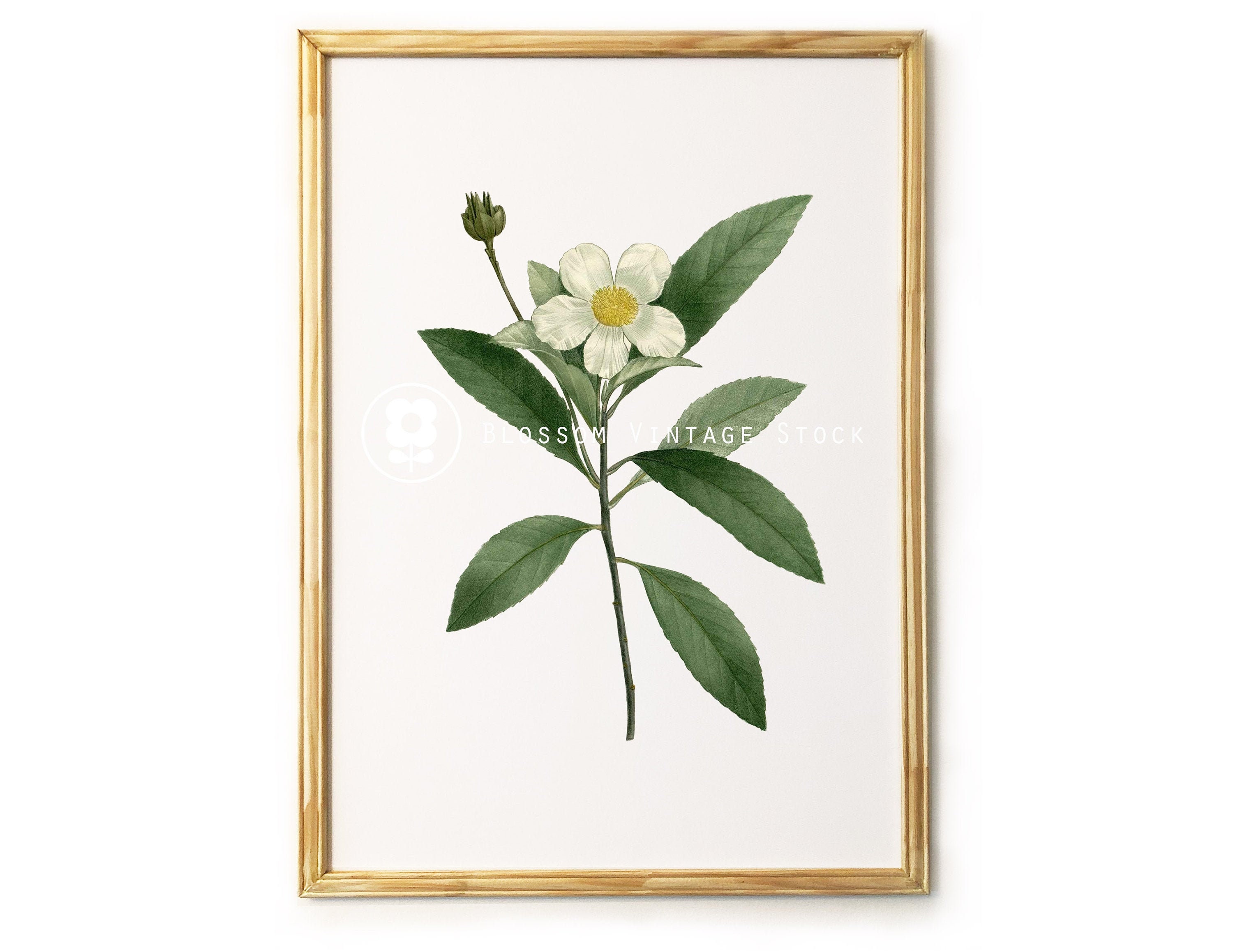 Botanical Printable Set Botanical Prints Set of 6 Prints Wall | Etsy