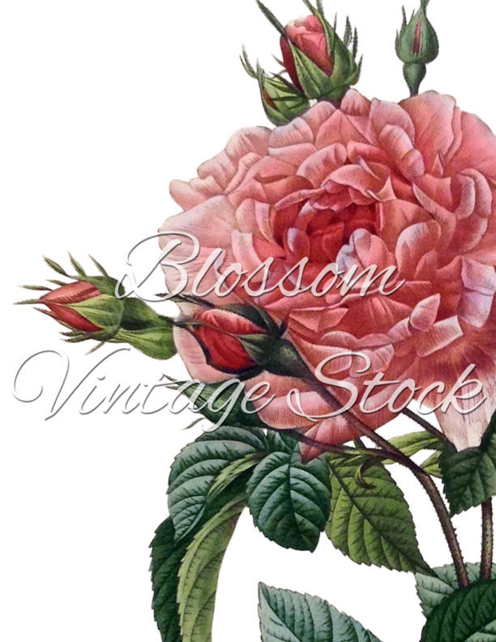 Rose Print Printable Wall Art Botanical Print Flower Print | Etsy