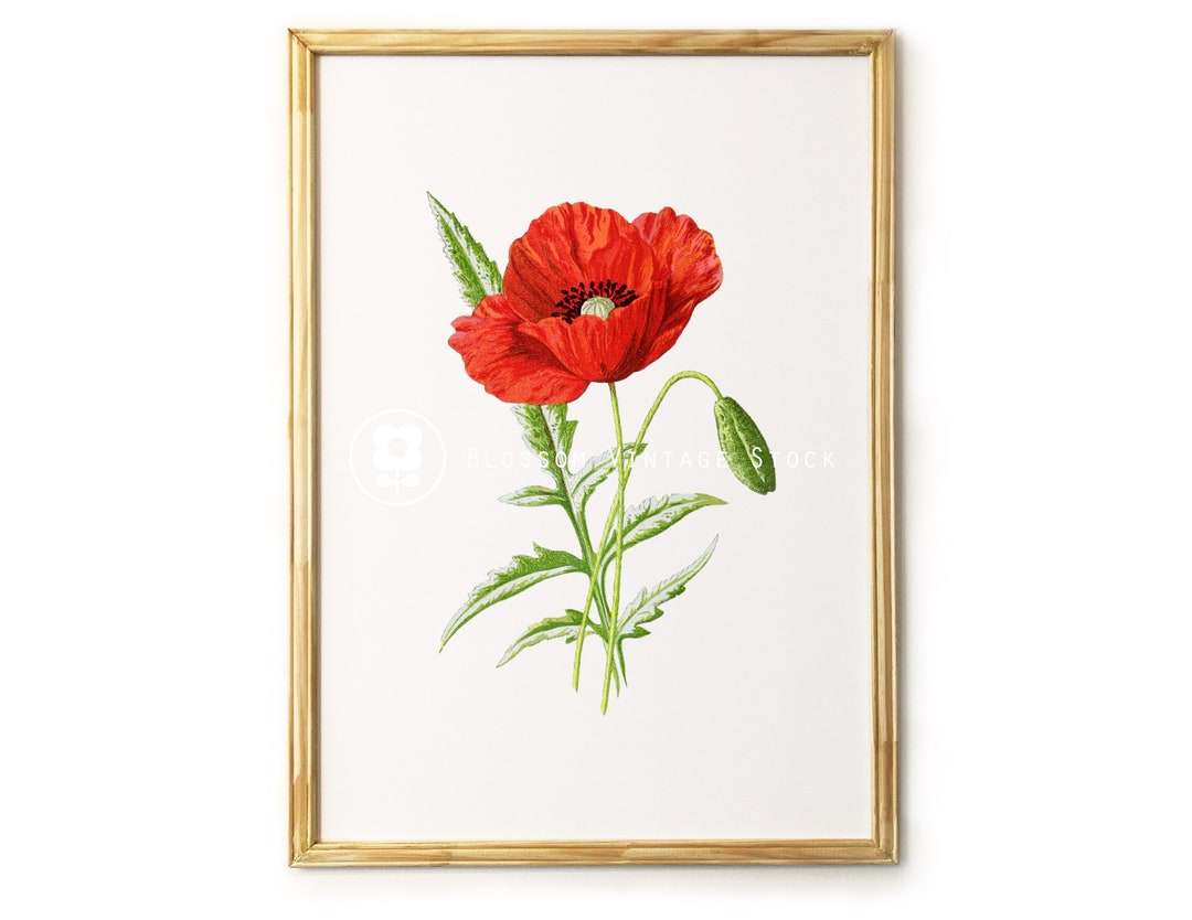 Red Flower, Print, Poppy Floral Print, Vintage Flower Print, Botanical ...