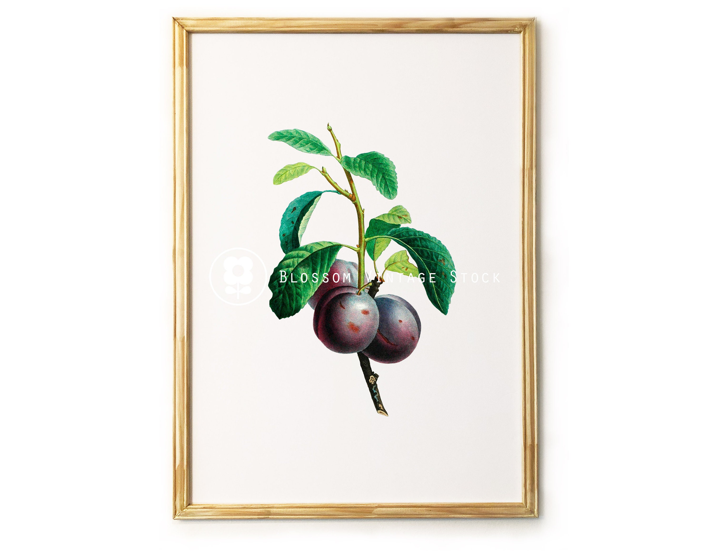 Plum Print Wall Art Printable Plum Illustration Vintage | Etsy
