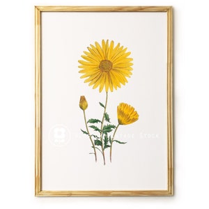 Yellow Daisy Flower Print Vintage Flower Print botanical | Etsy