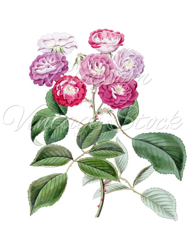 Pink Flower Clipart Vintage Graphic Pink Lilac Flowers | Etsy