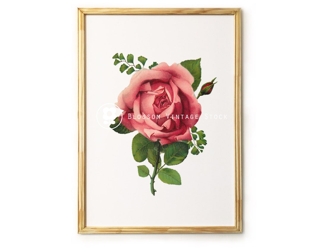 Printable Rose, Rose Art Print, Wall Art Flower Printable Antique ...