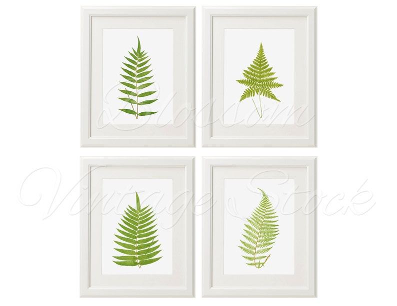 Fern Antique Botanical Print Set Botanical Prints INSTANT | Etsy