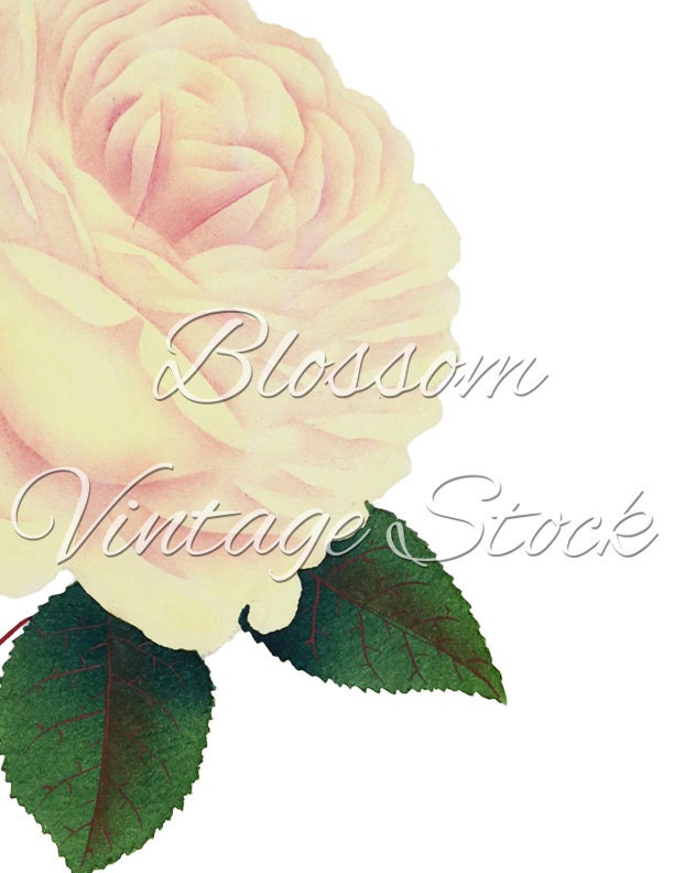 Printable Shabby Chic Rose Clipart Rose PNG Rose Digital | Etsy