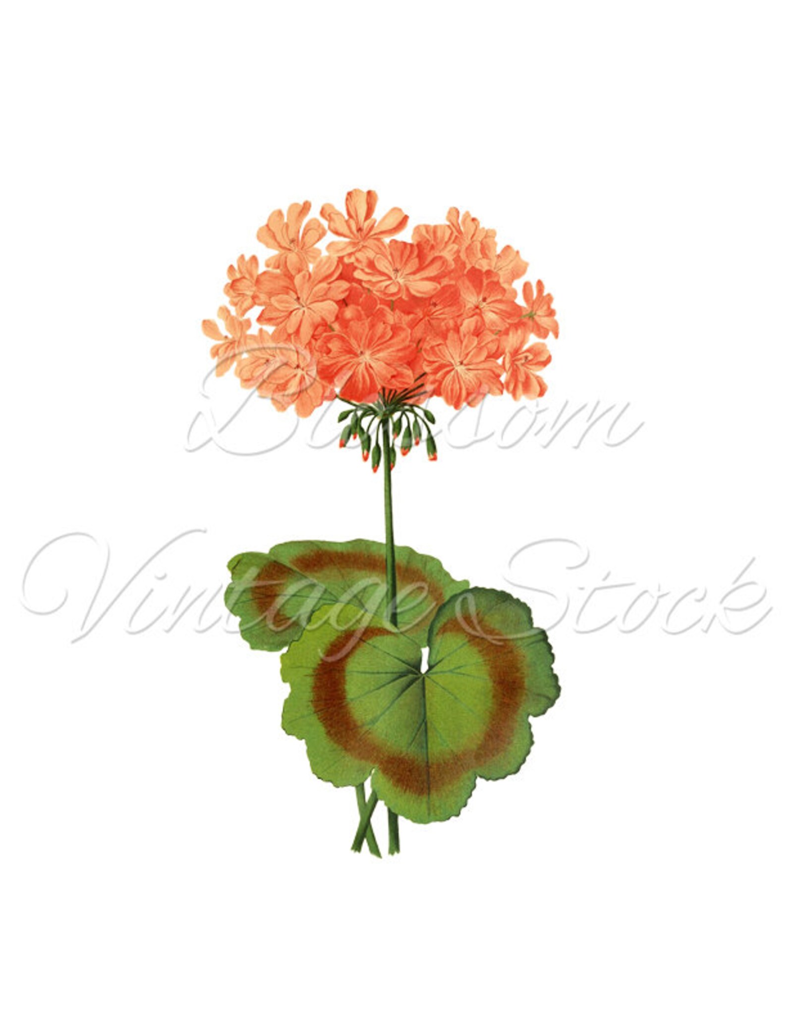 Peach Flowers Botanical Printable Set INSTANT DOWNLOAD Digital | Etsy