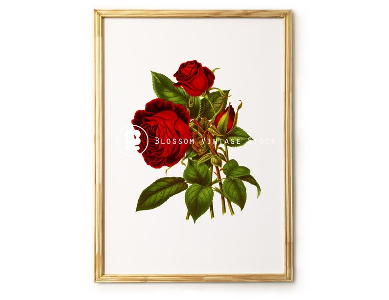 Red Rose Print Printable Art Antique Rose Antique Rose | Etsy