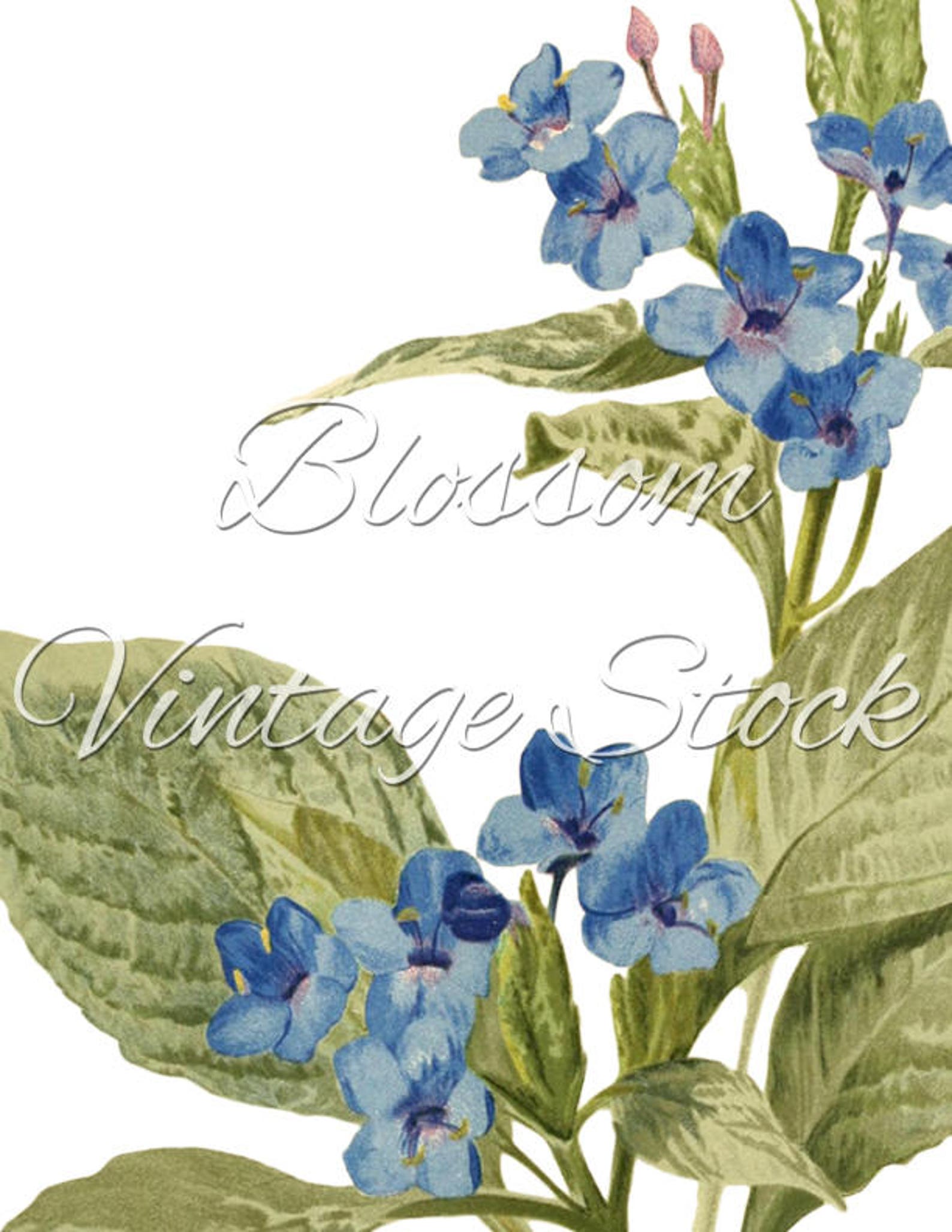 Blue Flower Vintage Botanical Illustration Digital Download | Etsy