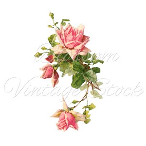 Vintage Rose Pink Shabby Chic Rose Flower Clipart Digital - Etsy