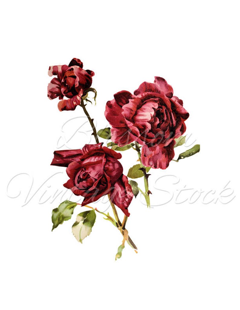 Wall art Print Vintage Rose Print Rose Art Rose Vintage Rose | Etsy