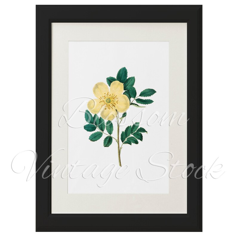 Yellow Rose Printable Art Wall Decor Rose Yellow Rose Digital | Etsy