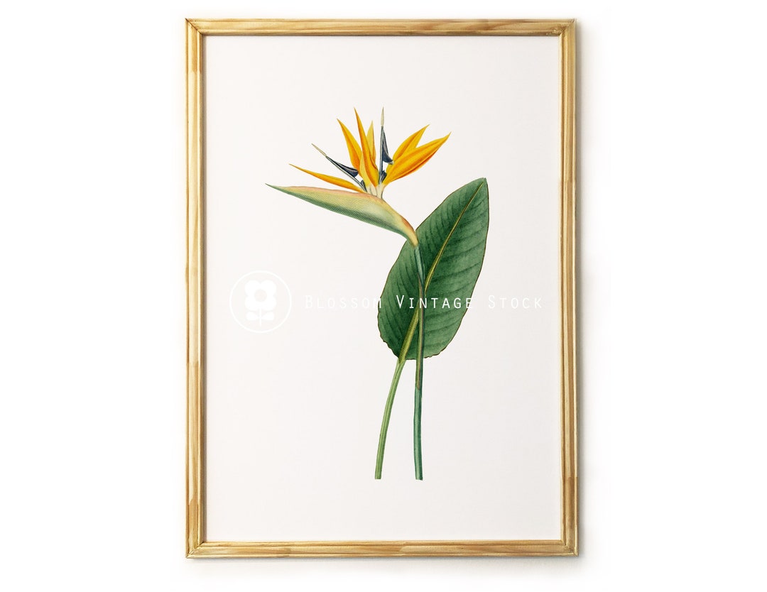 Strelitzia Botanical Print Vintage Botanical Illustration - Etsy