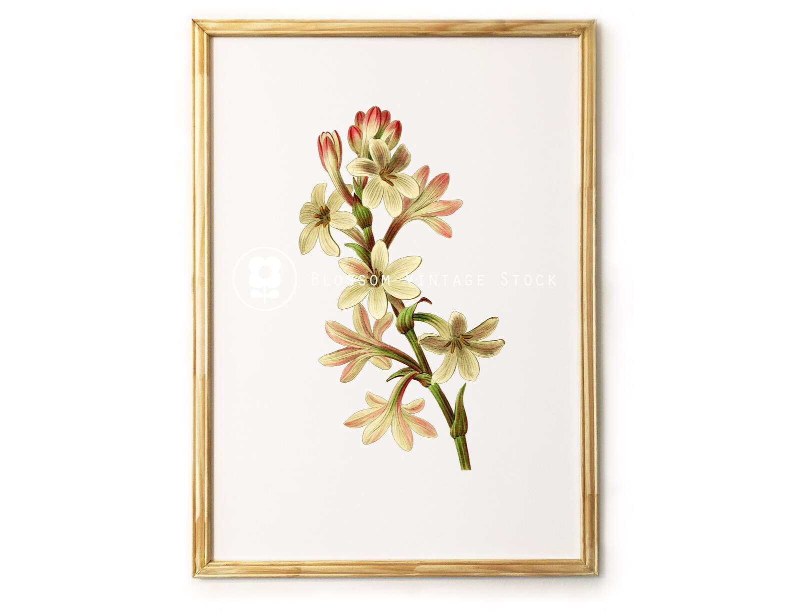 Nard Flowers Vintage Botanical Flower White Flowers | Etsy