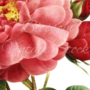 Pink Rose Printable Art , Antique Illustration INSTANT DOWNLOAD Vintage ...