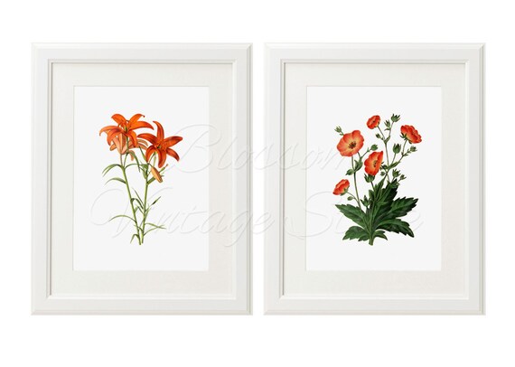 Floral Botanical Print Set Coral Flowers Botanical Prints | Etsy