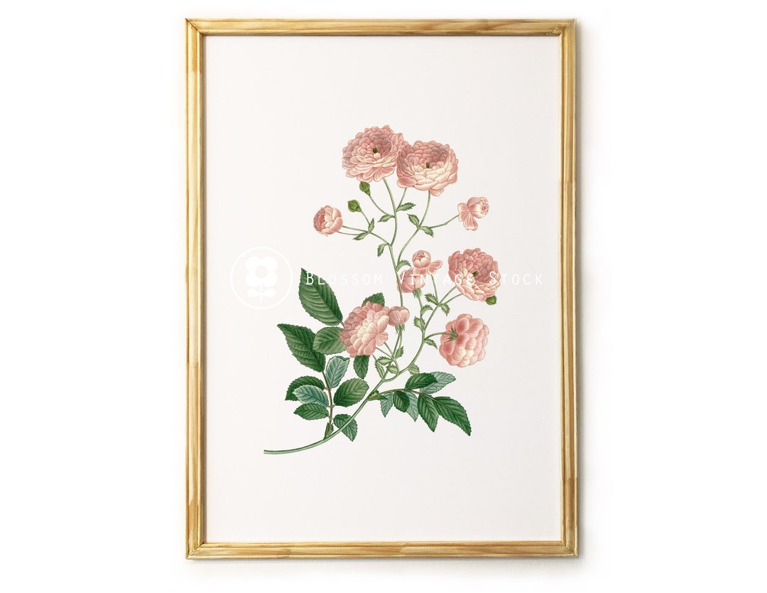 Printable Wall Art Pink Vintage Rose, Digital Rose Image, Antique ...