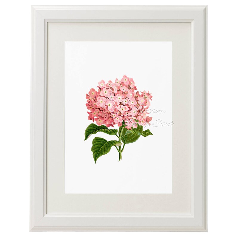 Botanical Print Pink Flower Hydrangea Art Print Vintage | Etsy