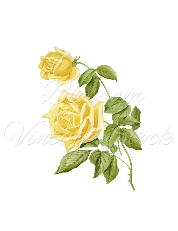 Printable Wall Art Yellow Rose Botanical Vintage Graphic | Etsy