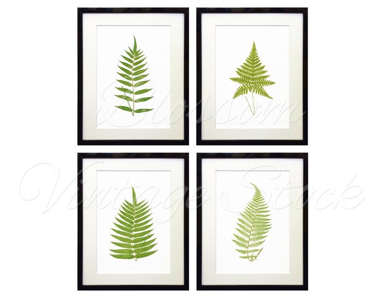 Fern Antique Botanical Print Set Botanical Prints INSTANT | Etsy