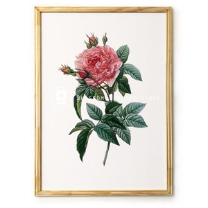 Rose Print Printable Wall Art Botanical Print Flower Print | Etsy