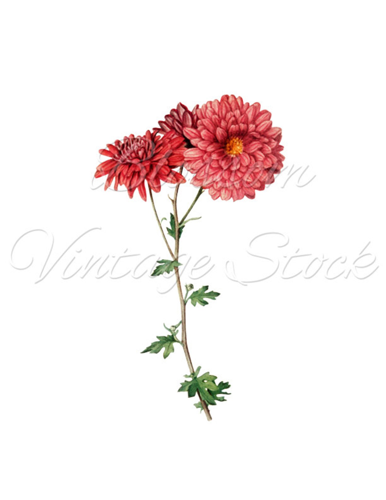 Botanical Print Set Botanical Daisies INSTANT DOWNLOAD Digital | Etsy