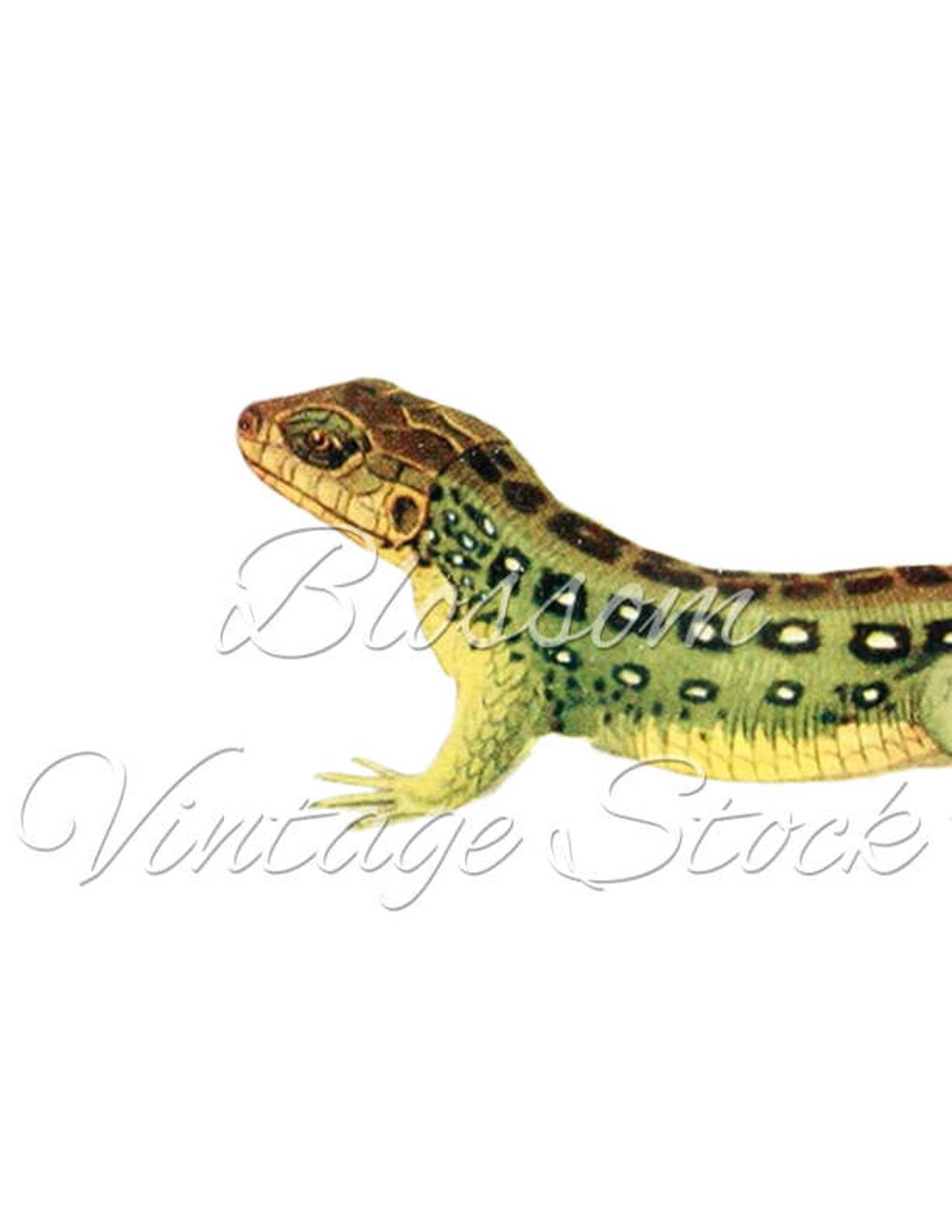 Lizard Print Wall Art Vintage Graphic Green Lizard Gekko | Etsy