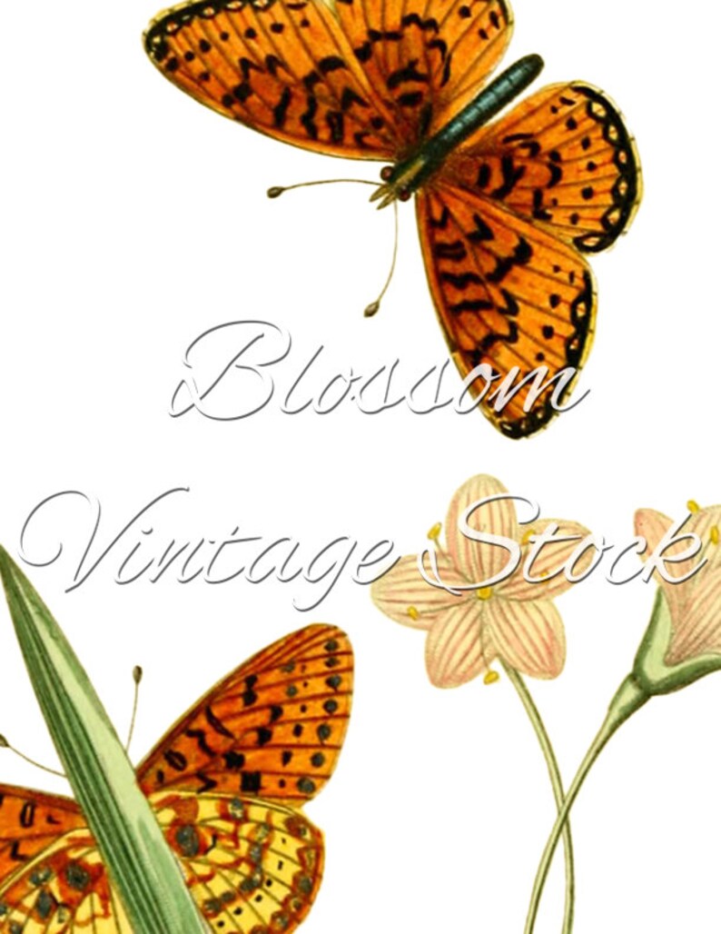 Butterflies Print Butterflies Printable Art Vintage | Etsy