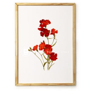 Red Flowers Botanical Print Set Botanical Vintage Botanical ...