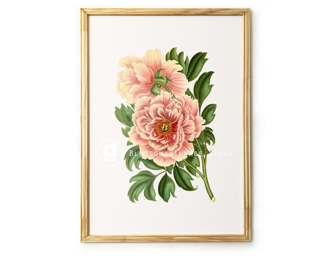Peony Printable Art Pink Flowers Vintage Graphic Peony Digital - Etsy