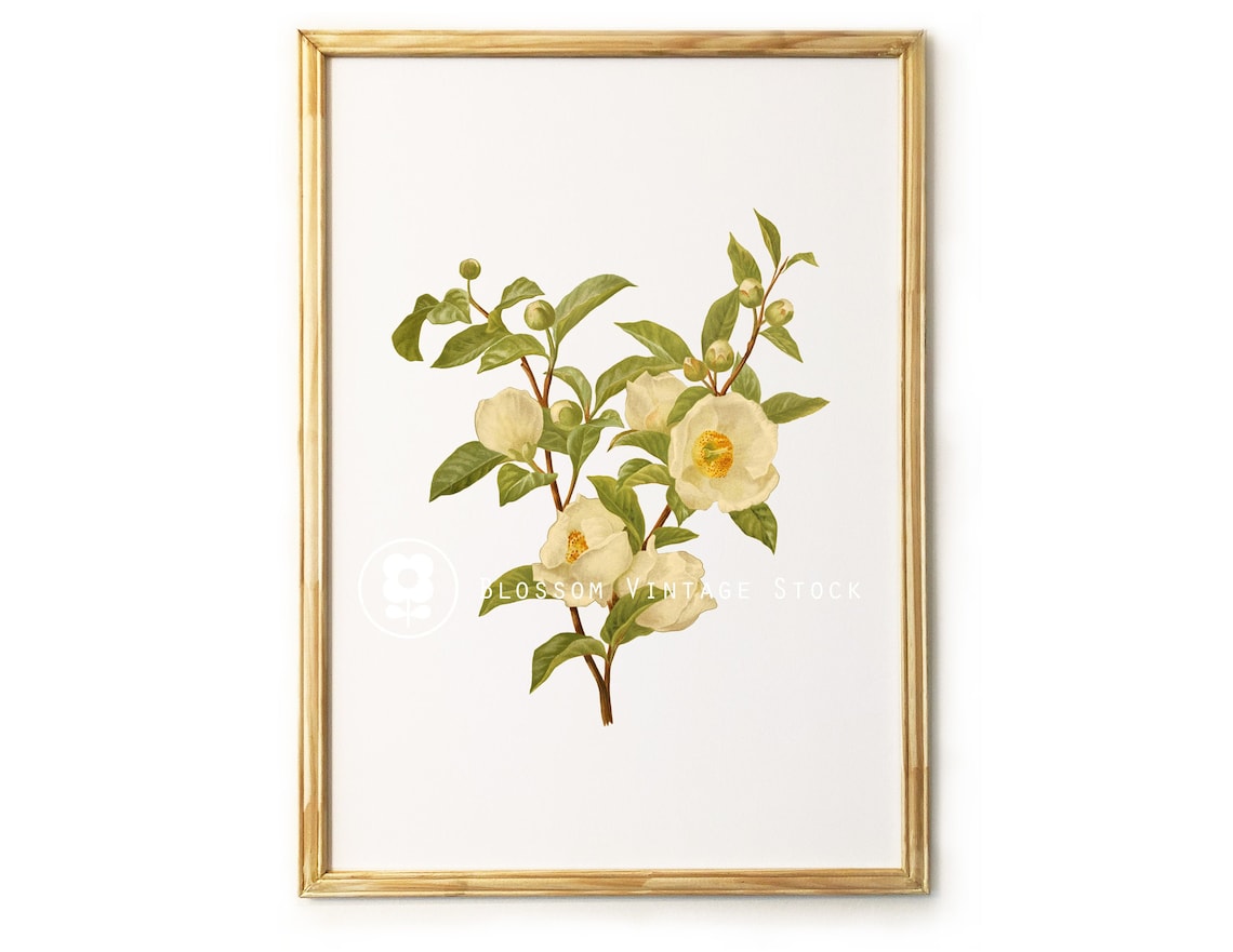 Vintage botanical Flower Prints White Flower Illustration | Etsy