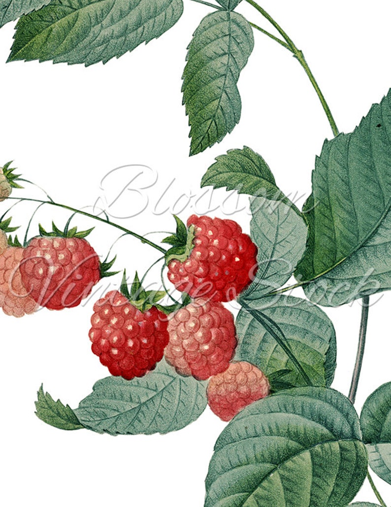 Raspberry Vintage botanical illustration Berries Raspberries | Etsy
