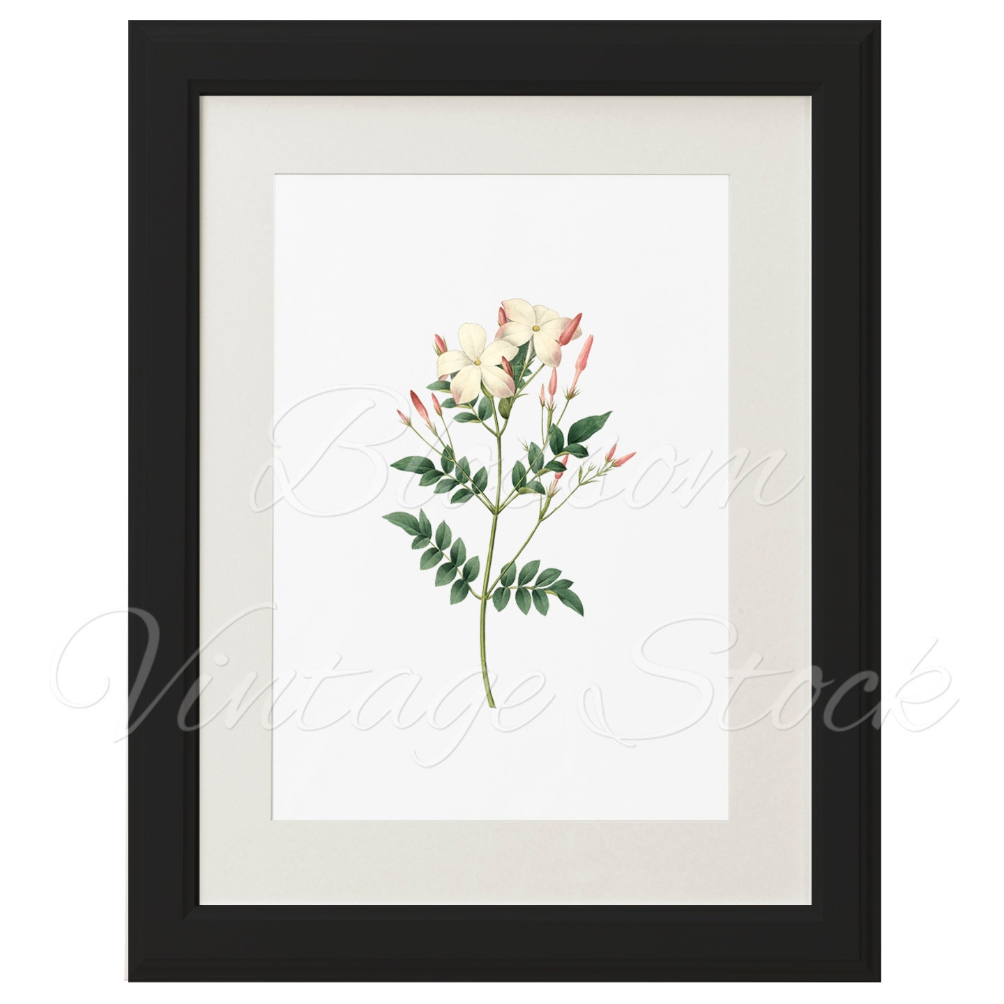 Jasmine Botanical Print Jasmine Printable Art Botanical - Etsy