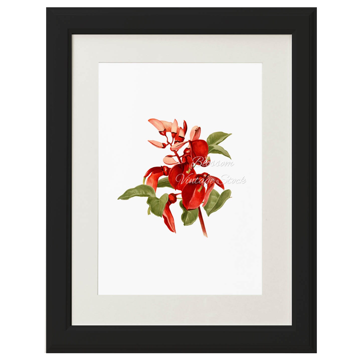 Botanical Print Red Flower Print Floral Print Vintage | Etsy