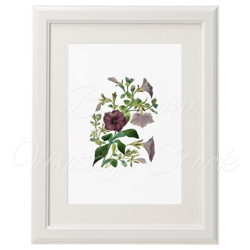 Botanical Prints Violet Flowers Botanical Art Print Digital | Etsy