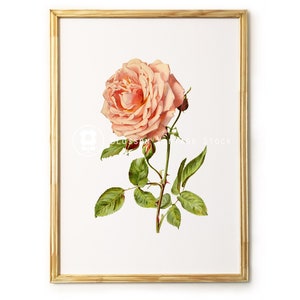 Pink Rose Printable Art, Wall Art Print Digital Download Illustration ...