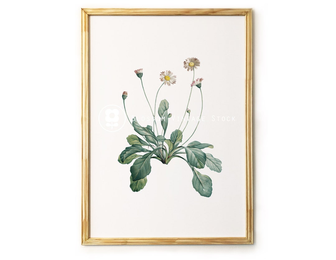 Wall Art Plant Botanical Print Botany Art INSTANT DOWNLOAD - Etsy