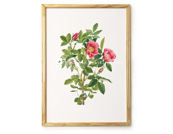 Wall Art Printable Vintage Rose Pink Roses Digital Image | Etsy