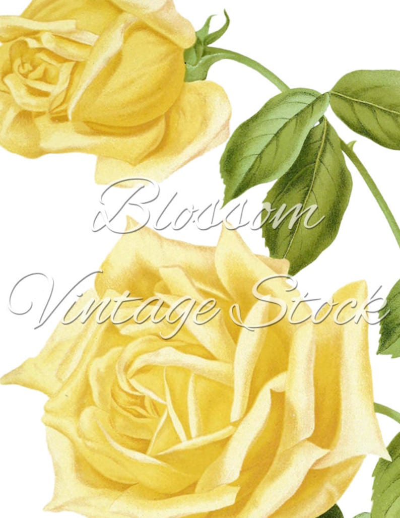 Printable Wall Art Yellow Rose Botanical Vintage Graphic | Etsy