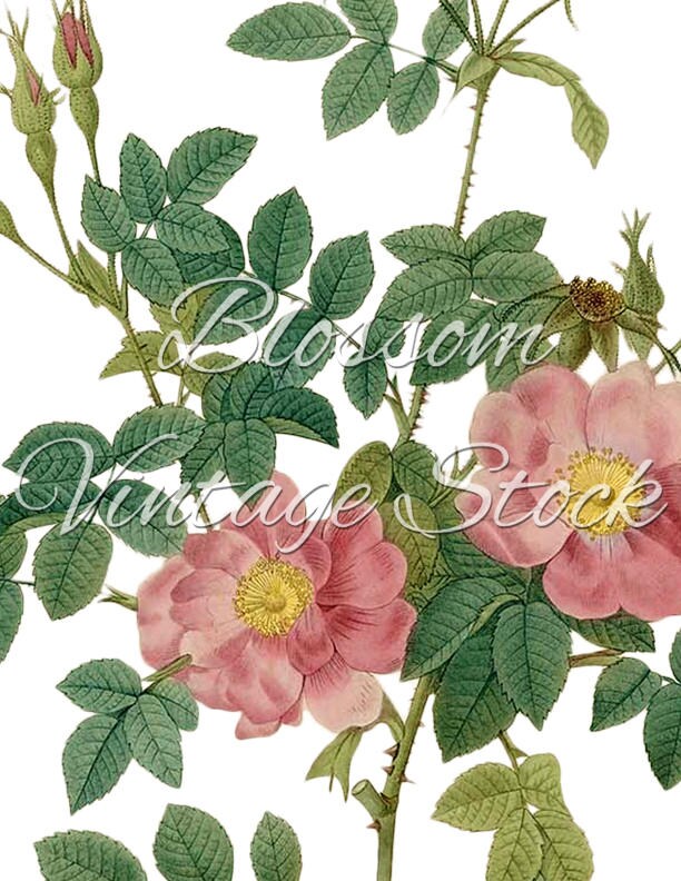 Printable Art Vintage Rose Flower Wall Art Print Vintage | Etsy