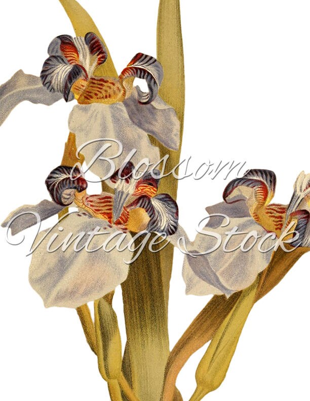 Blue Flowers Print Botanical Vintage Flowers Botanical Art | Etsy